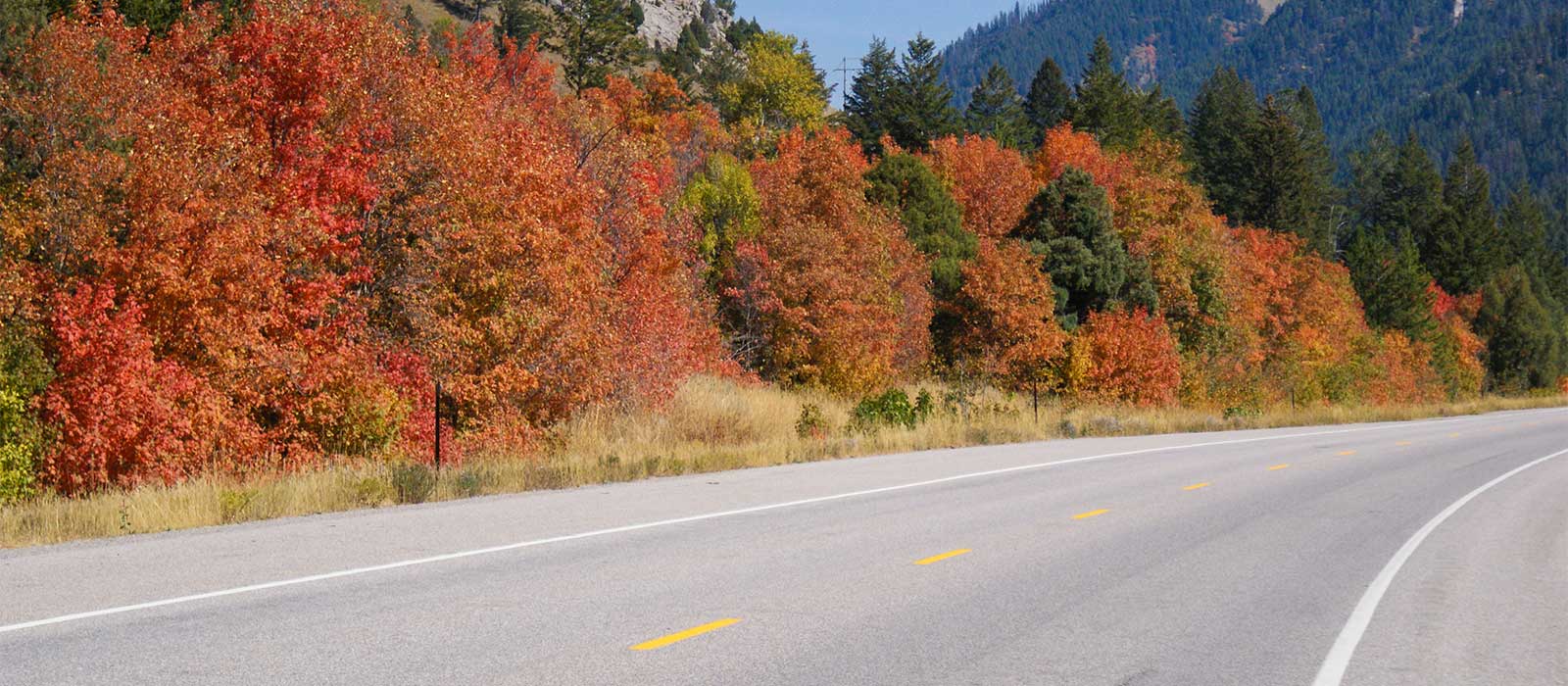 Fall Foliage near Jackson Hole | Flying Saddle Resort in Wyoming